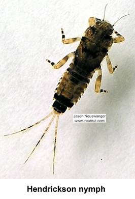 Home [www.flyfishingentomology.com]